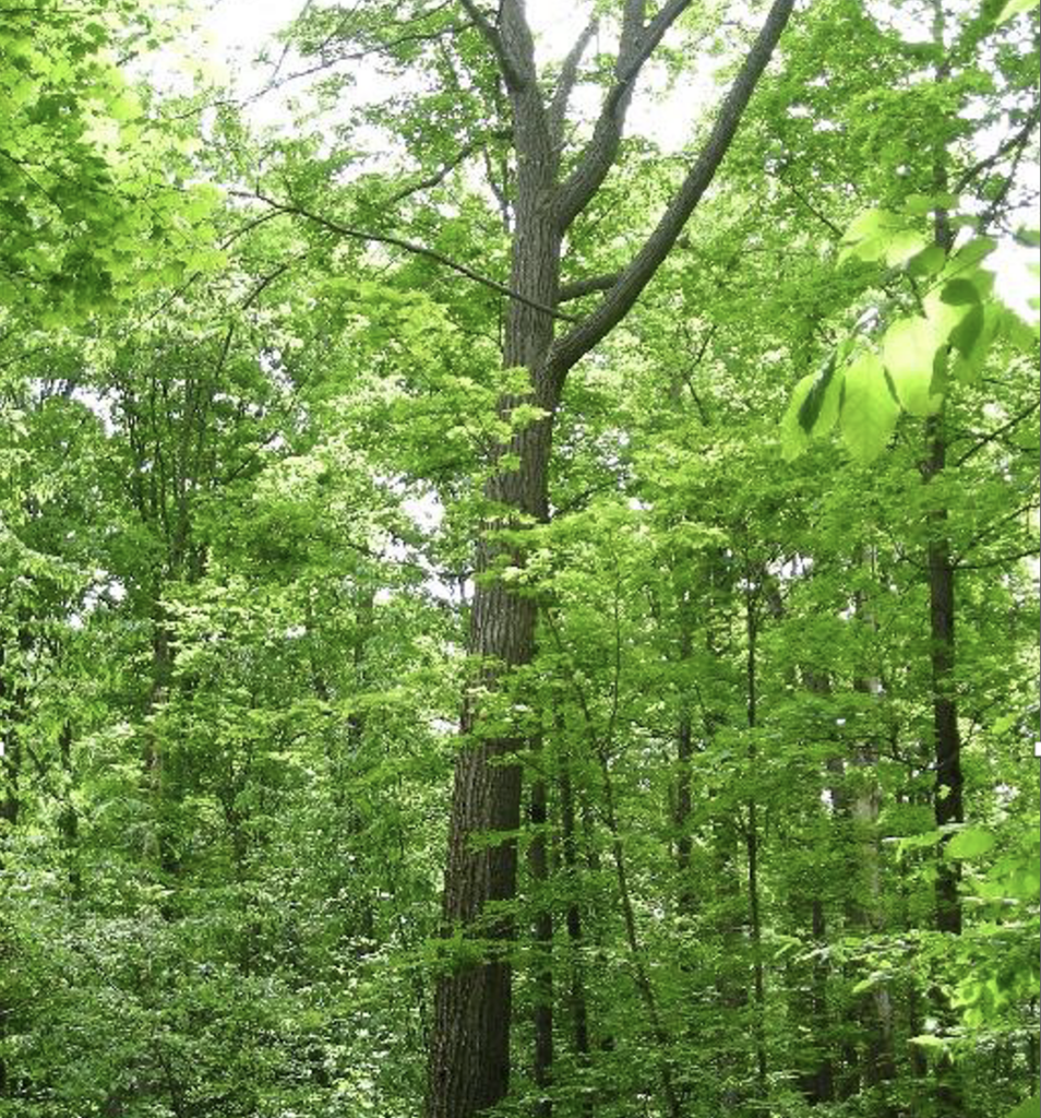 AMCNH Conservation Corner: The Story of the American Chestnut - by ...